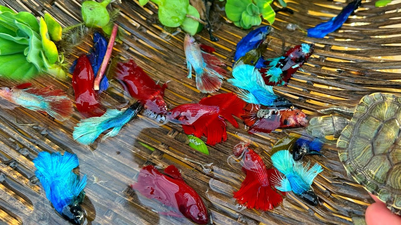 Top 4 Videos | Unique Betta Fishing Techniques | Found and Catch Betta ...