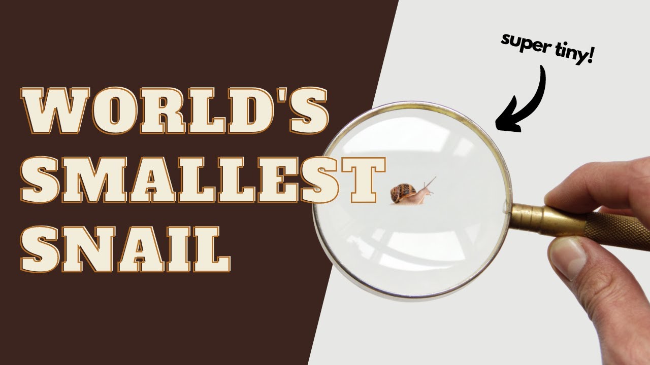 World’s Smallest Land Snail Species Discovered | Watch - YouTube