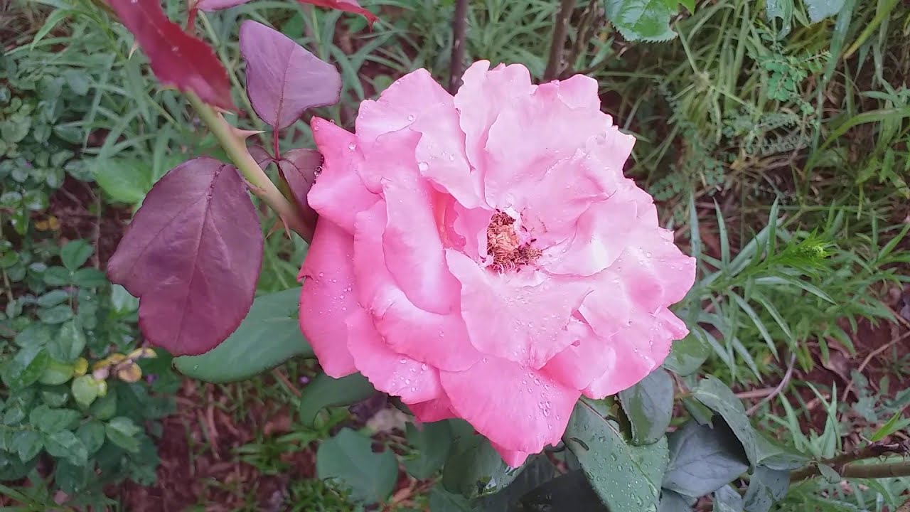 ROSAS DA ROÇA - YouTube