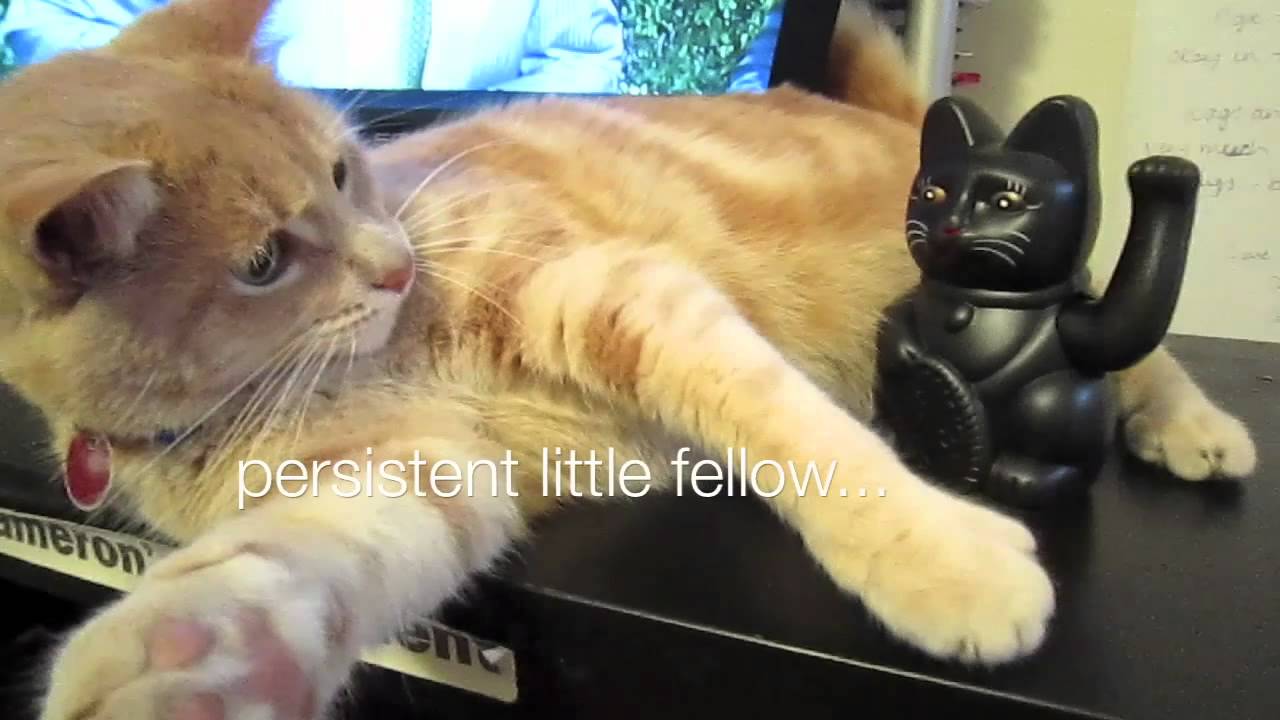 Cute Ginger Cat - Khat 1.2 - YouTube