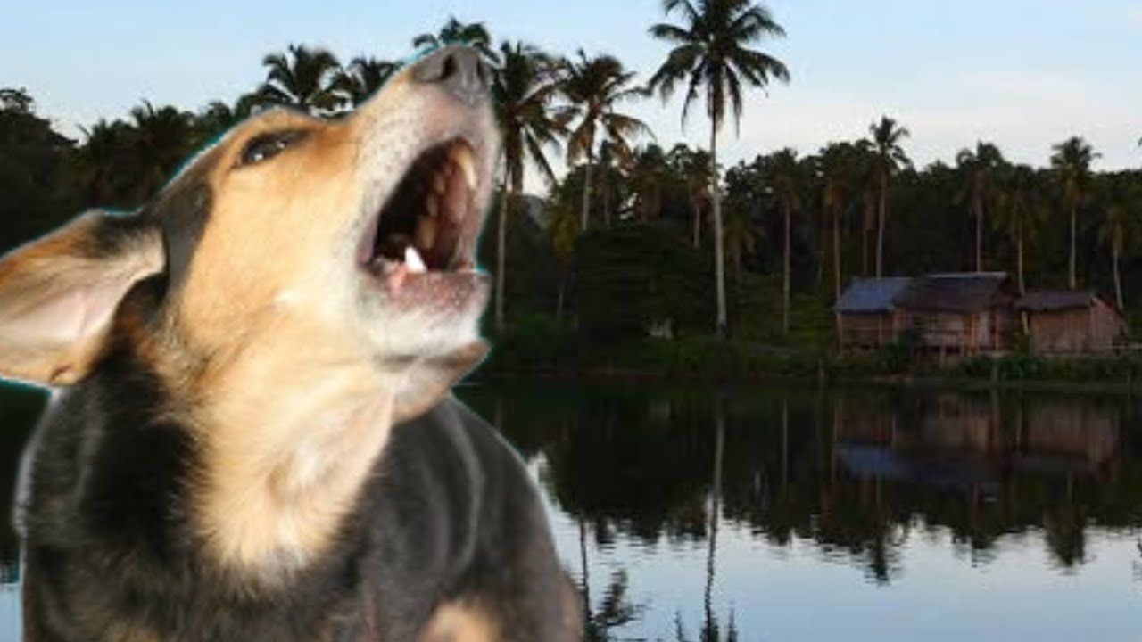 NABUO ANG ISANG LAWA SA ILOILO DAHIL NAGSALITA ANG ASO? | Lake Bito ...