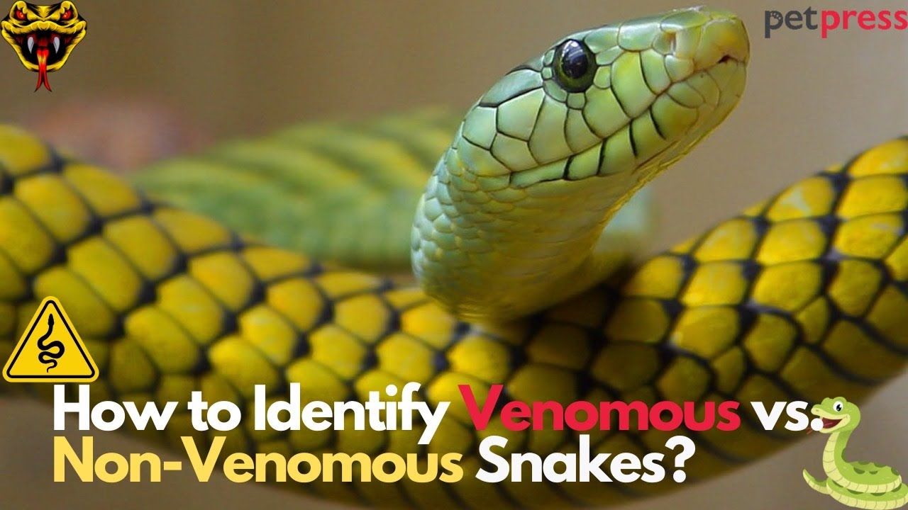 How to Tell If a Snake Is Venomous or Not? | Easy Identification Tips ...