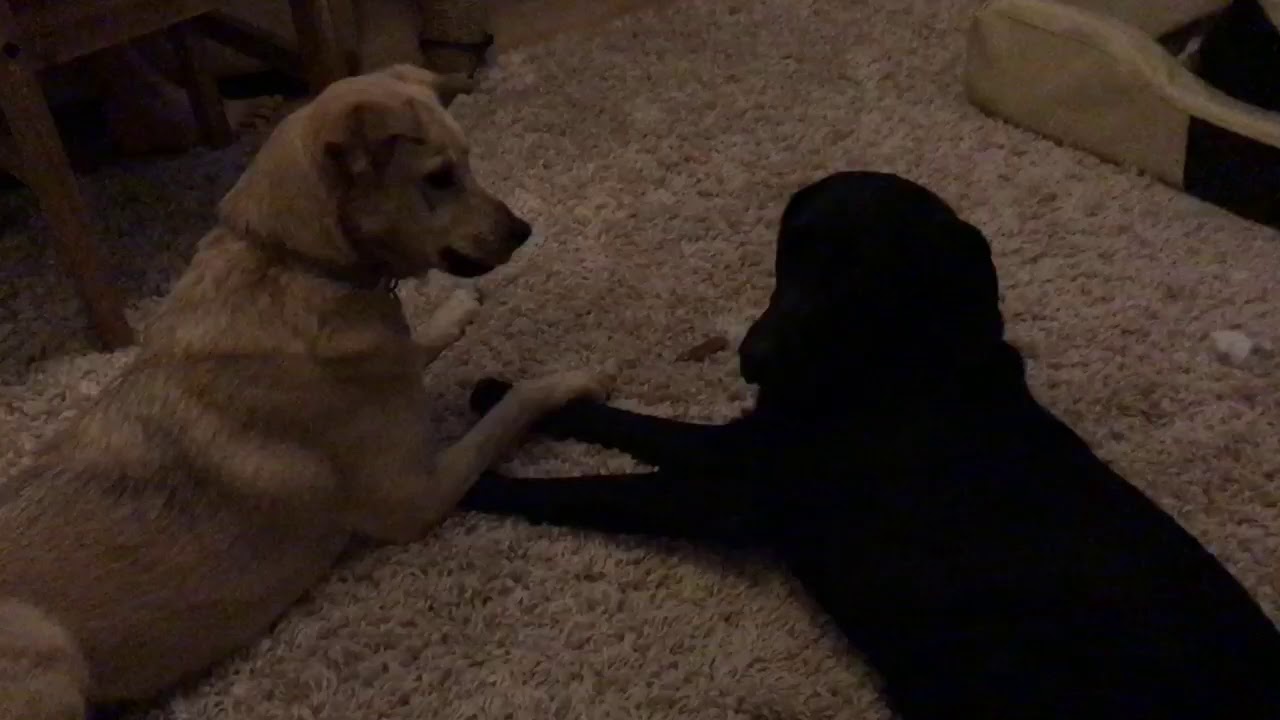 FUNNIEST PET - Go Take it with Go Get it Competition November - YouTube