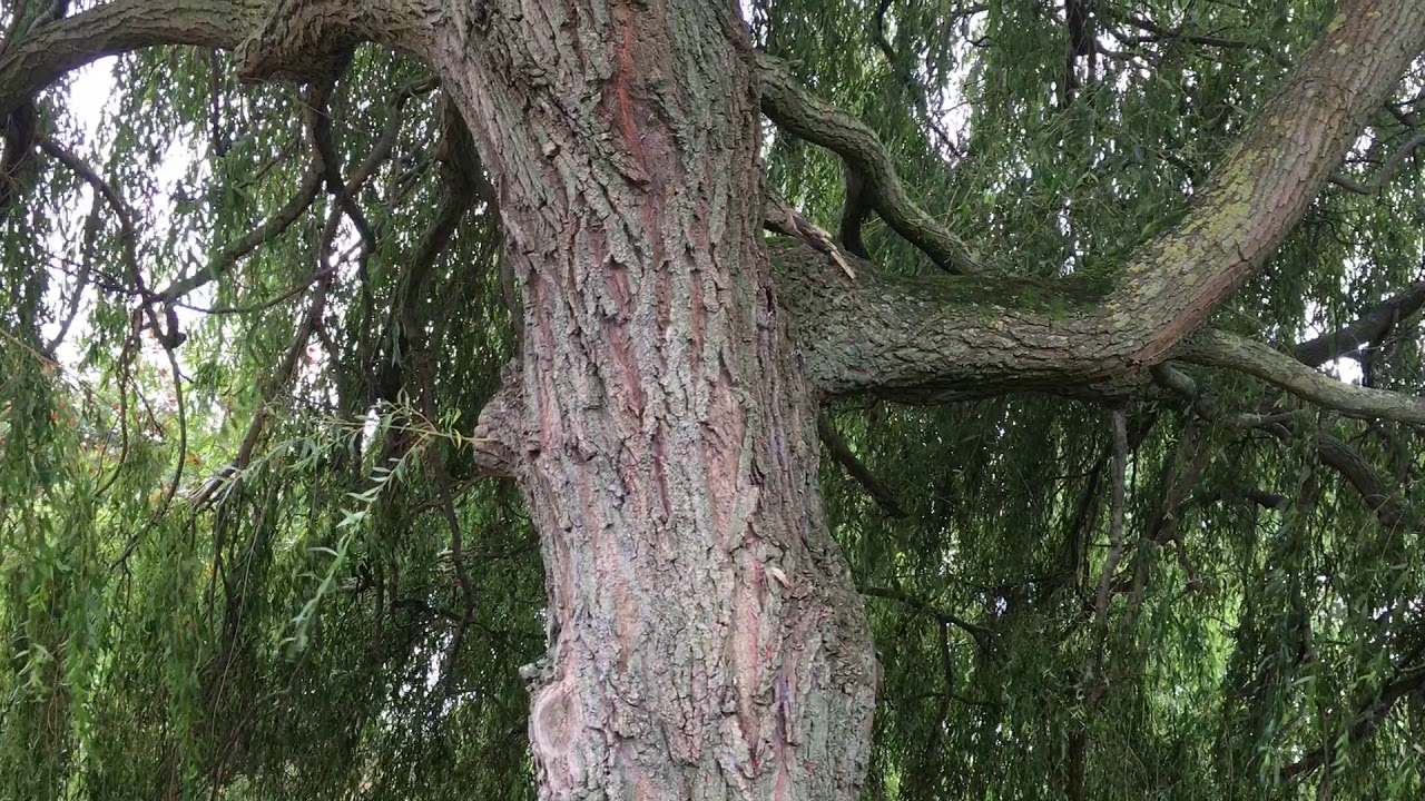 Golden weeping willow - trunk - September 2019 - YouTube