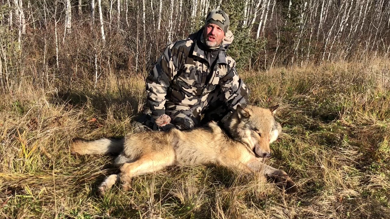Alberta Wolf Hunt - YouTube