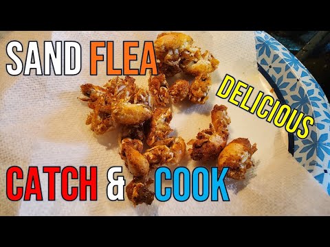 How To Cook And Eat Sand Fleas
