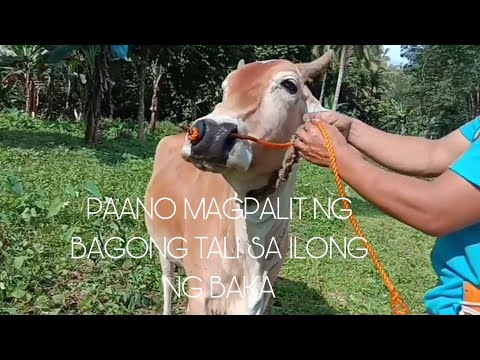 PAANO MAGLAGAY NG BAGONG TALI SA ILONG BAKA? - YouTube