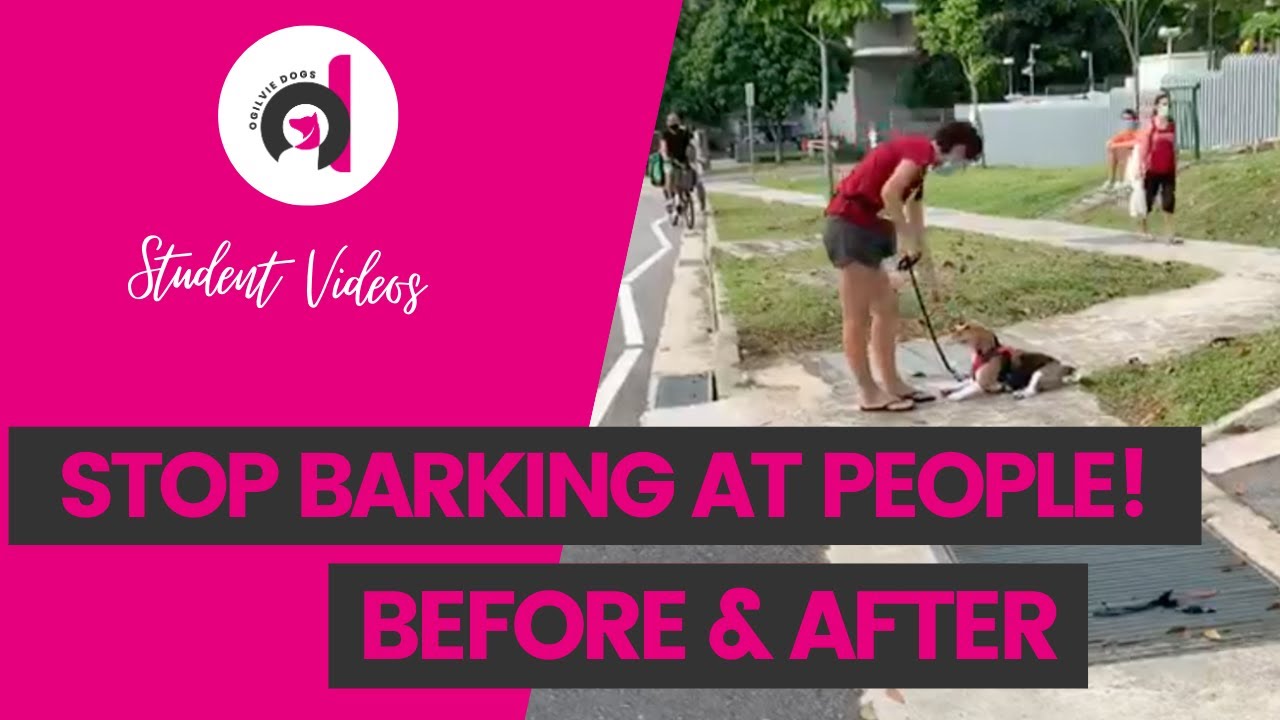 STOP YOUR DOG BARKING AT PEOPLE ON WALKS: Before & after Craig Ogilvie ...
