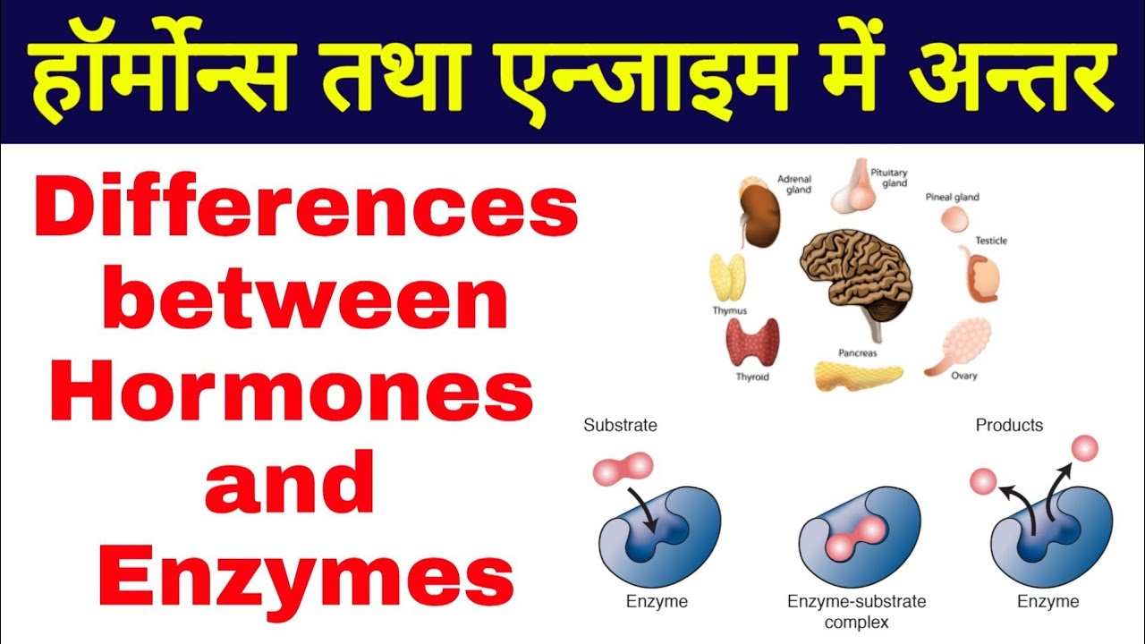 हॉर्मोन्स तथा एन्जाइम में अन्तर | Differences between Hormones and ...
