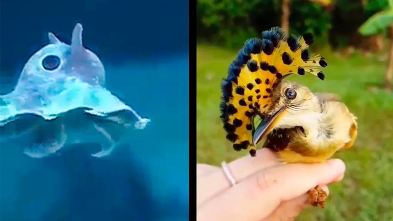 Animales Mas EXTRAÑOS del MUNDO | Animales RAROS - YouTube