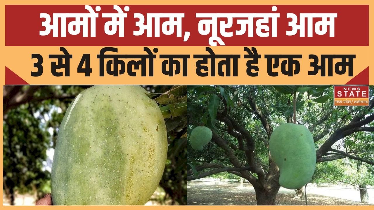 Alirajpur News: नूरजहां आम का स्वाद है निराला, एक आम की कीमत 1 हजार ...