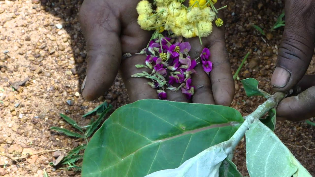 Botanicals for Leaf spot of Turmeric- Pankaj Oudhia's TAgri.K ...