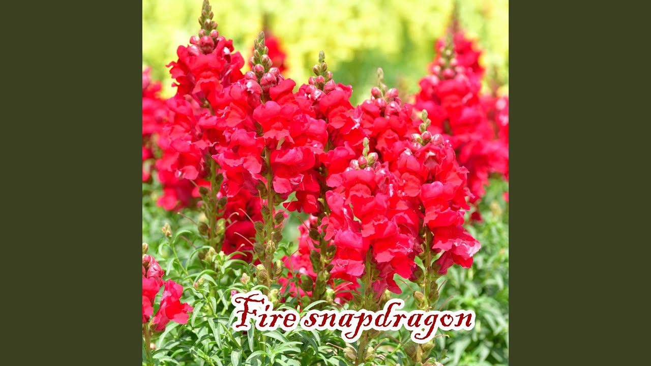Fire Snapdragon - YouTube