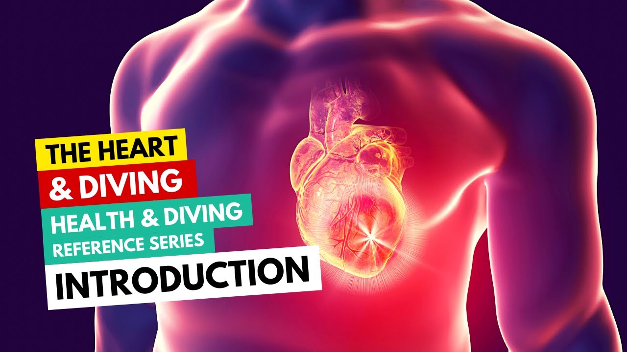 The Heart & Diving Introduction - YouTube
