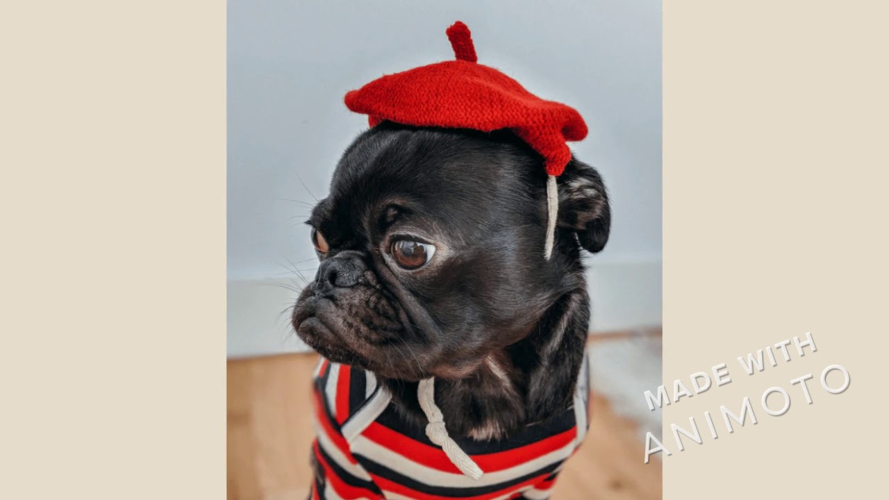 Fancy Pug - YouTube