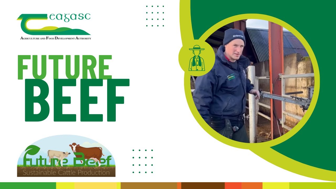 Future Beef: Housing & Handling Facilities (Ed Curtin) - YouTube