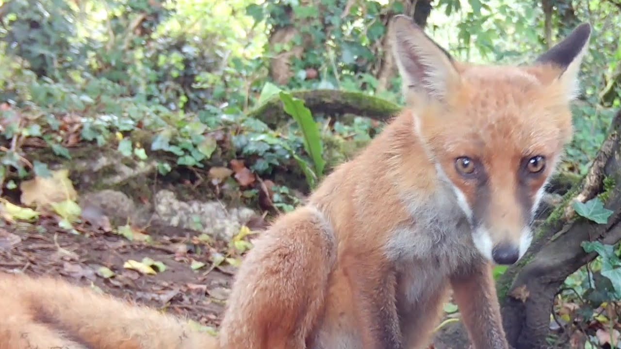 The abandoned Irish Red Fox cubs are now tolerating each other. From a ...