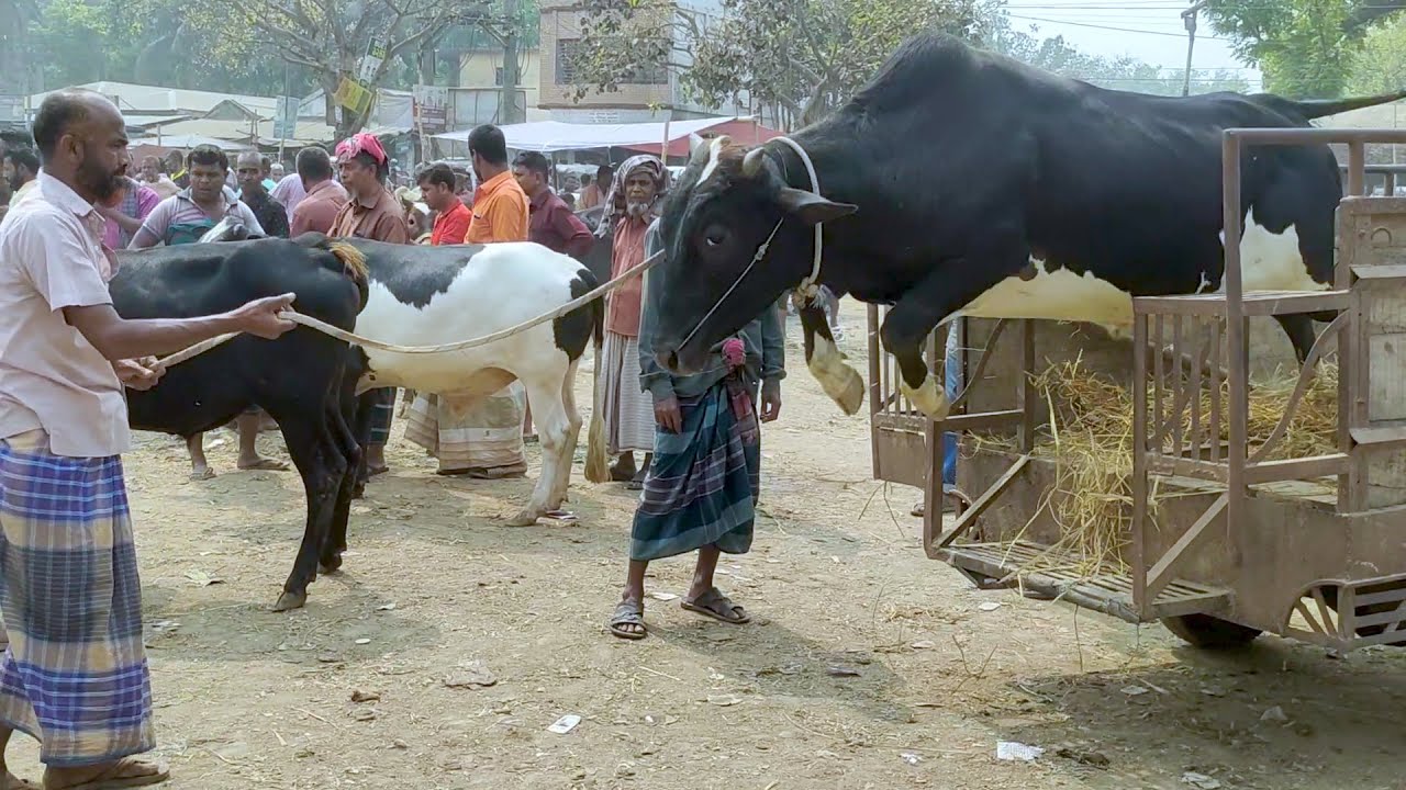 cow unloading, cow videos, cow video, big cow, goru hamba cow | Cow ...