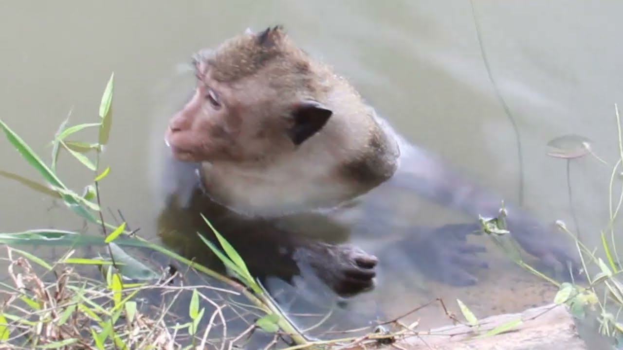 Monkey swimming on pool so lovely monkey | love Animals - YouTube