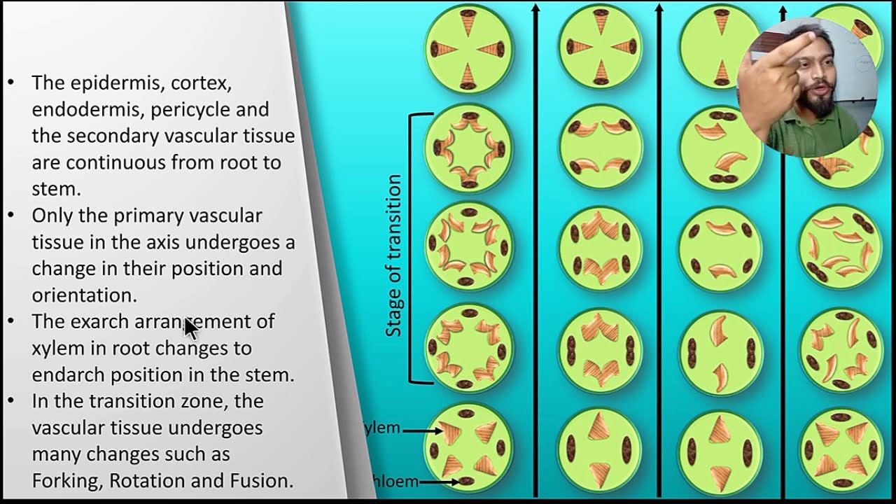 Root stem transition | fumaria, cucurbita, lathyrus - YouTube