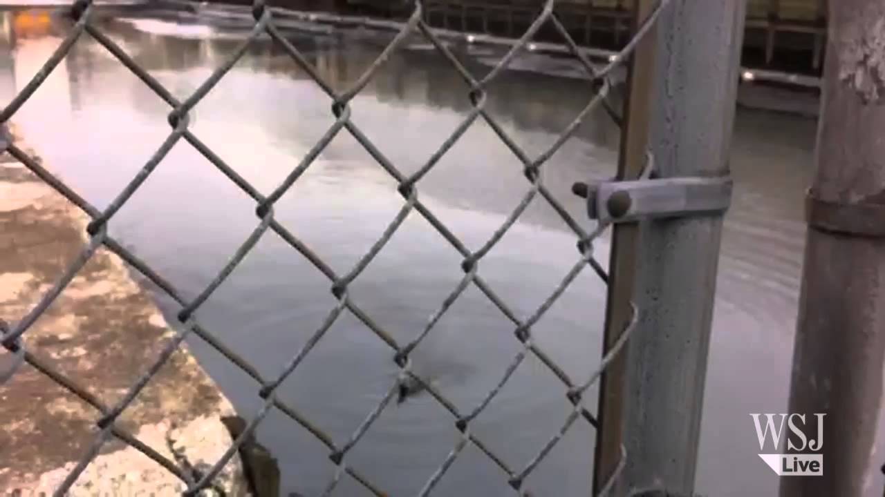 Dolphin in Brooklyn's Gowanus Canal - YouTube