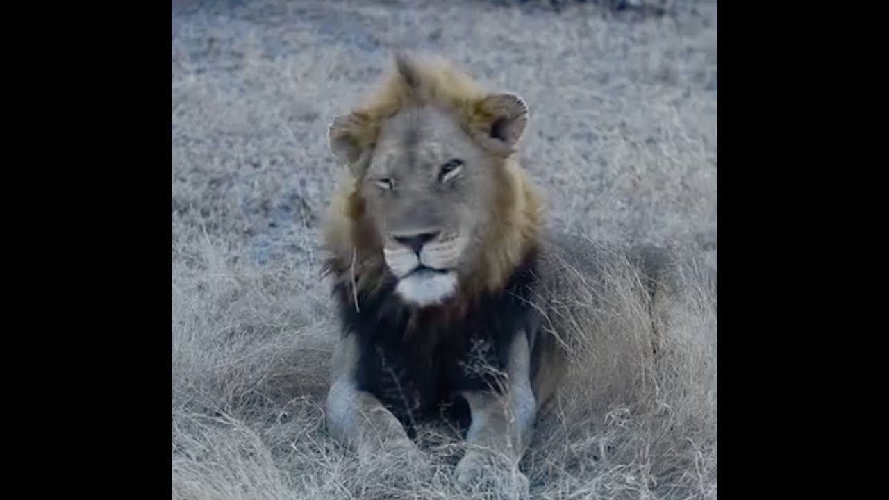 Northern Black Dam Male Lion Sighting | 17 July 2024 - YouTube