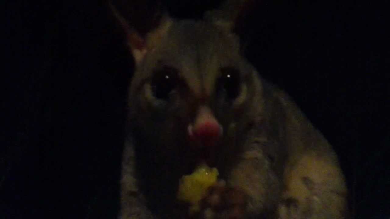 Peanut the Brushtail Possum and Bunni the Cat - YouTube