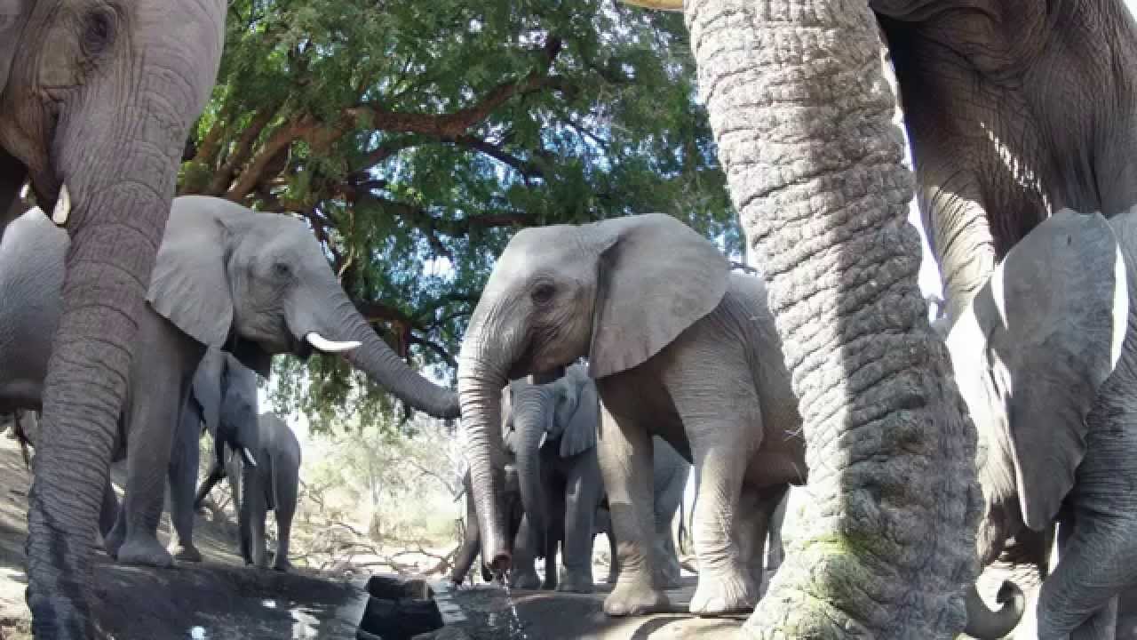 Elephants drinking at one of the windpumps at Shalimpo - YouTube