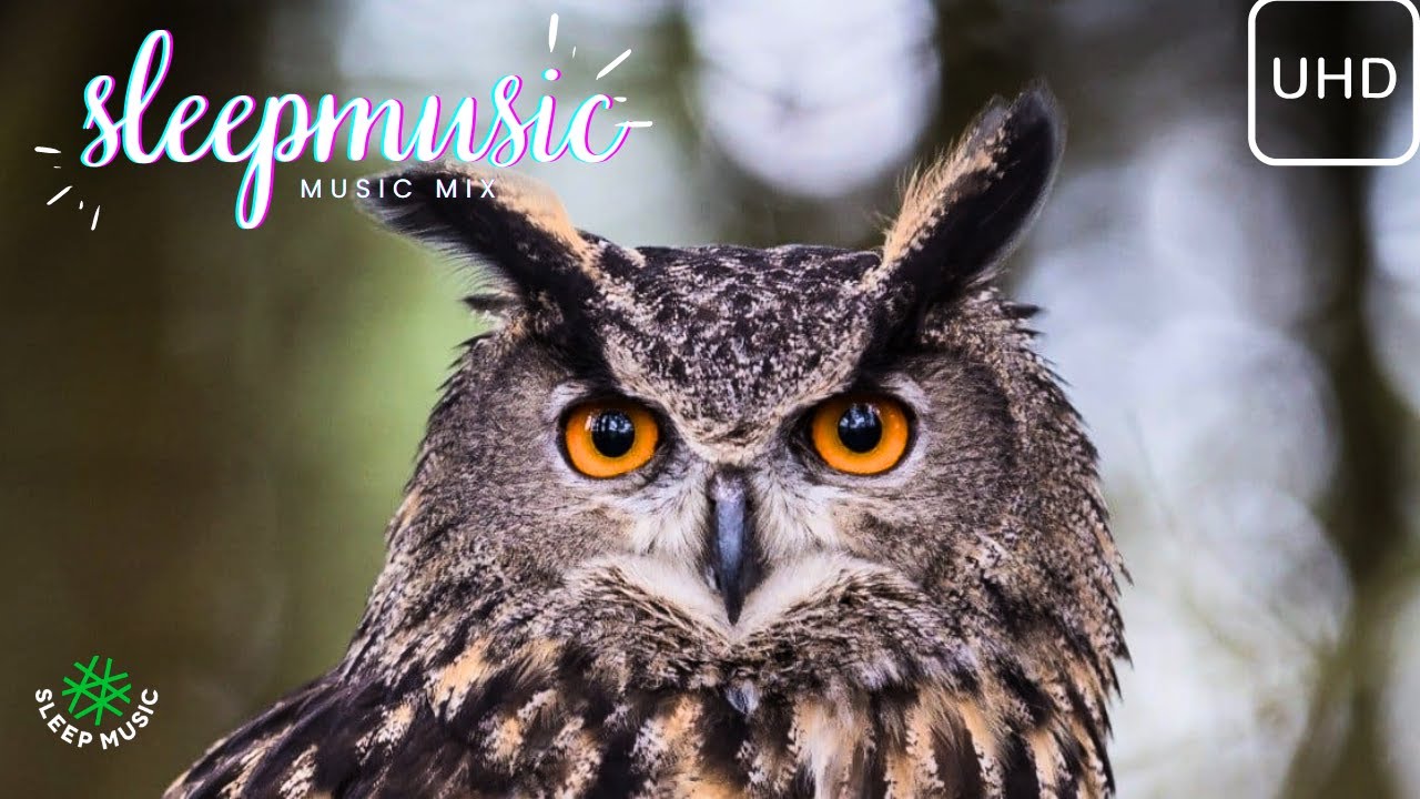 Ambient Music - Cute Animals & Animal Sounds For Relaxing, Sleep, Study ...
