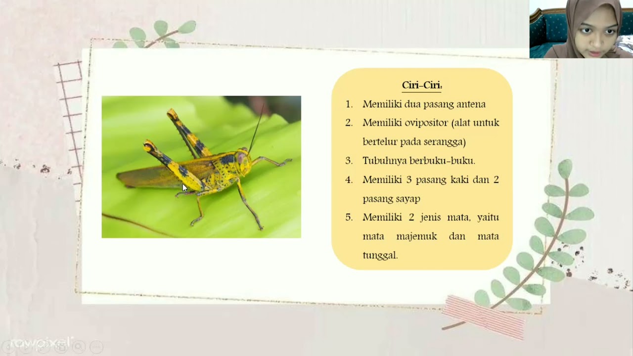 MORFOLOGI BELALANG VALANGA SP. - YouTube