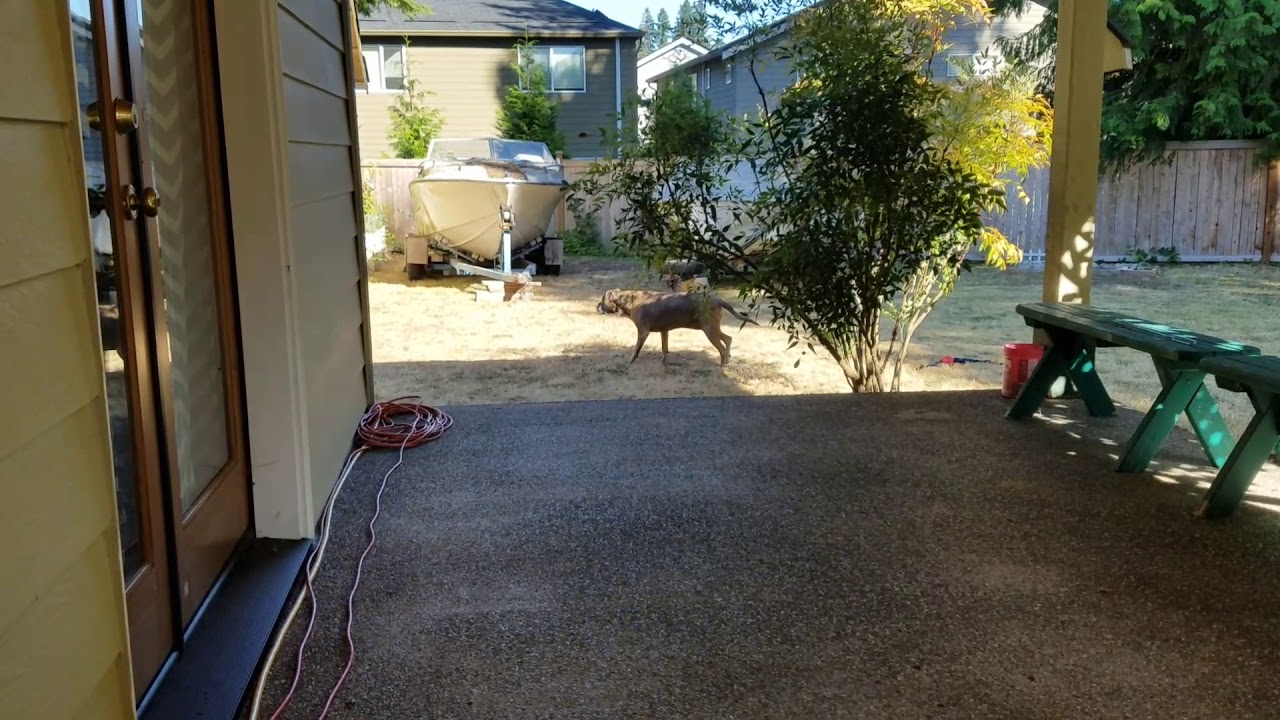 Pitbull stalking a rabbit. - YouTube