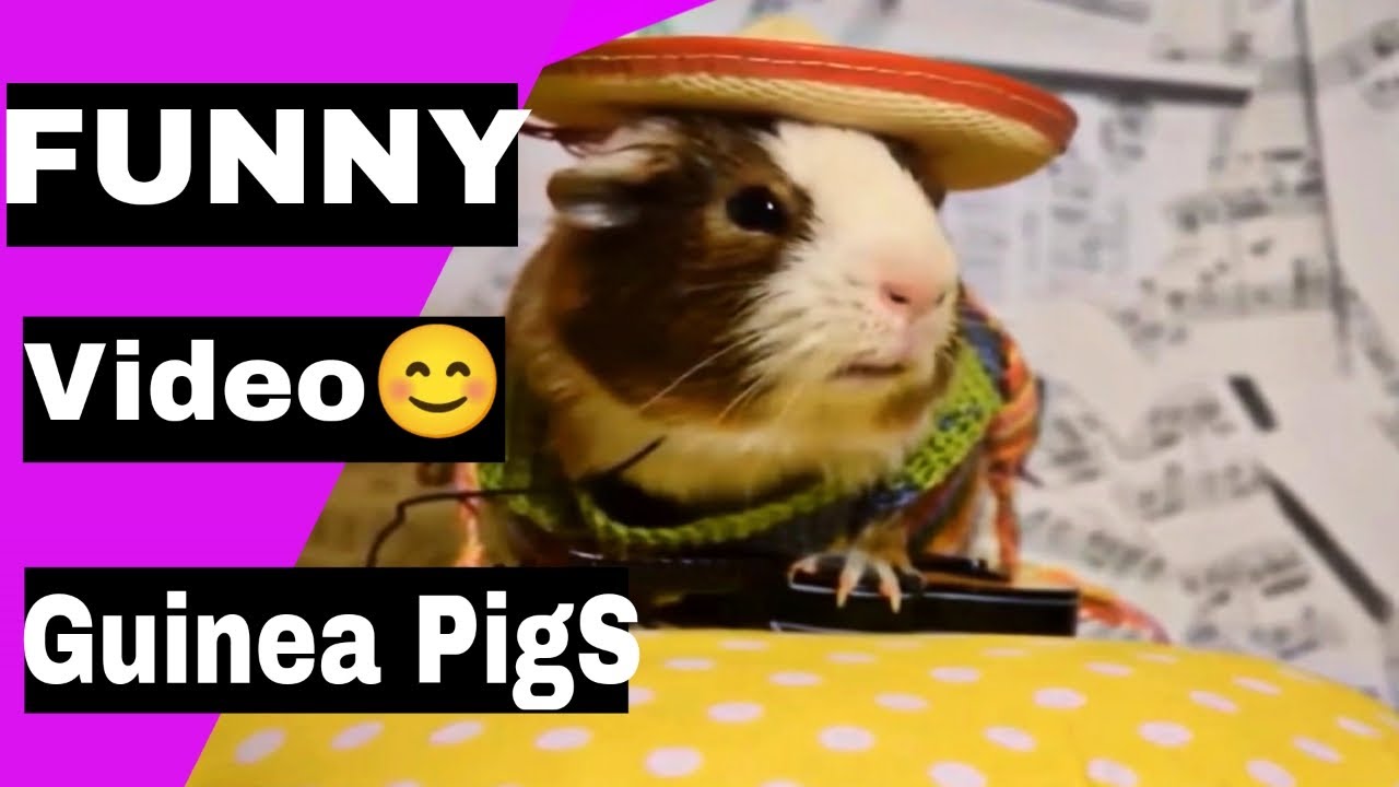 The Funniest Guinea Pigs In The World🌏 Pets &Animals 🥰 TUN TUBE-FUN 🛎👍🙏 ...
