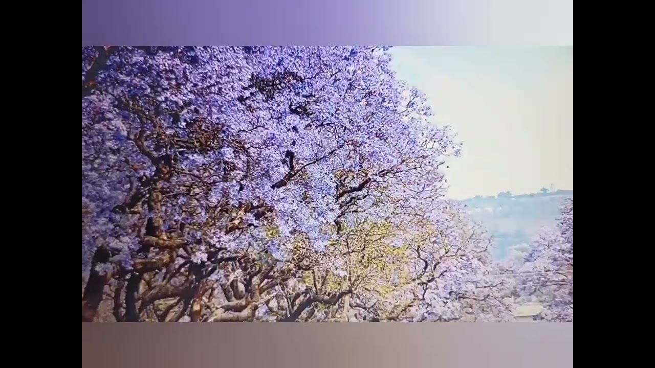 MADRECITA QUERIDA - YouTube