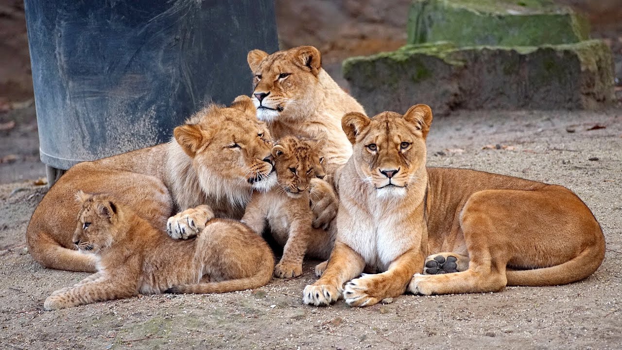 Alle leeuwen eindelijk terug samen! | All lions finally back together ...
