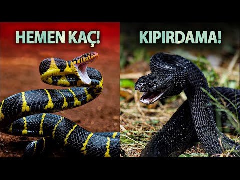 Dünyanın En Ölümcül Yılan Saldırıları!
