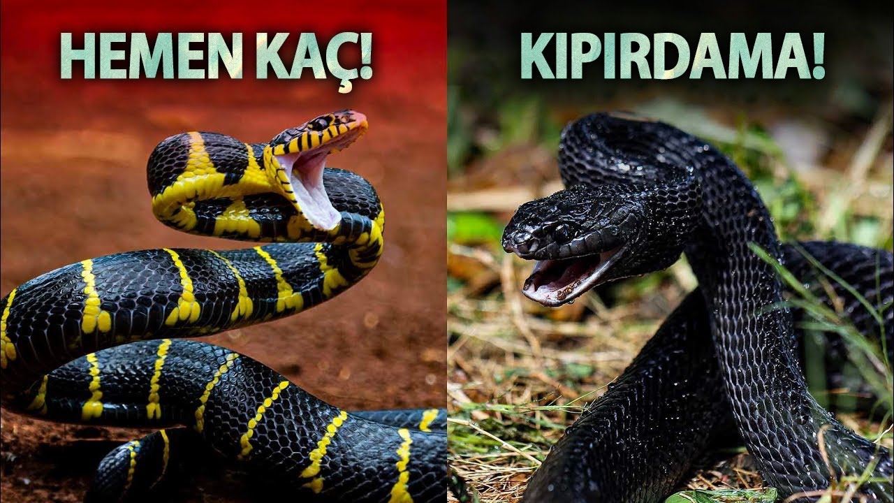 Dünyanın En Ölümcül Yılan Saldırıları! - YouTube