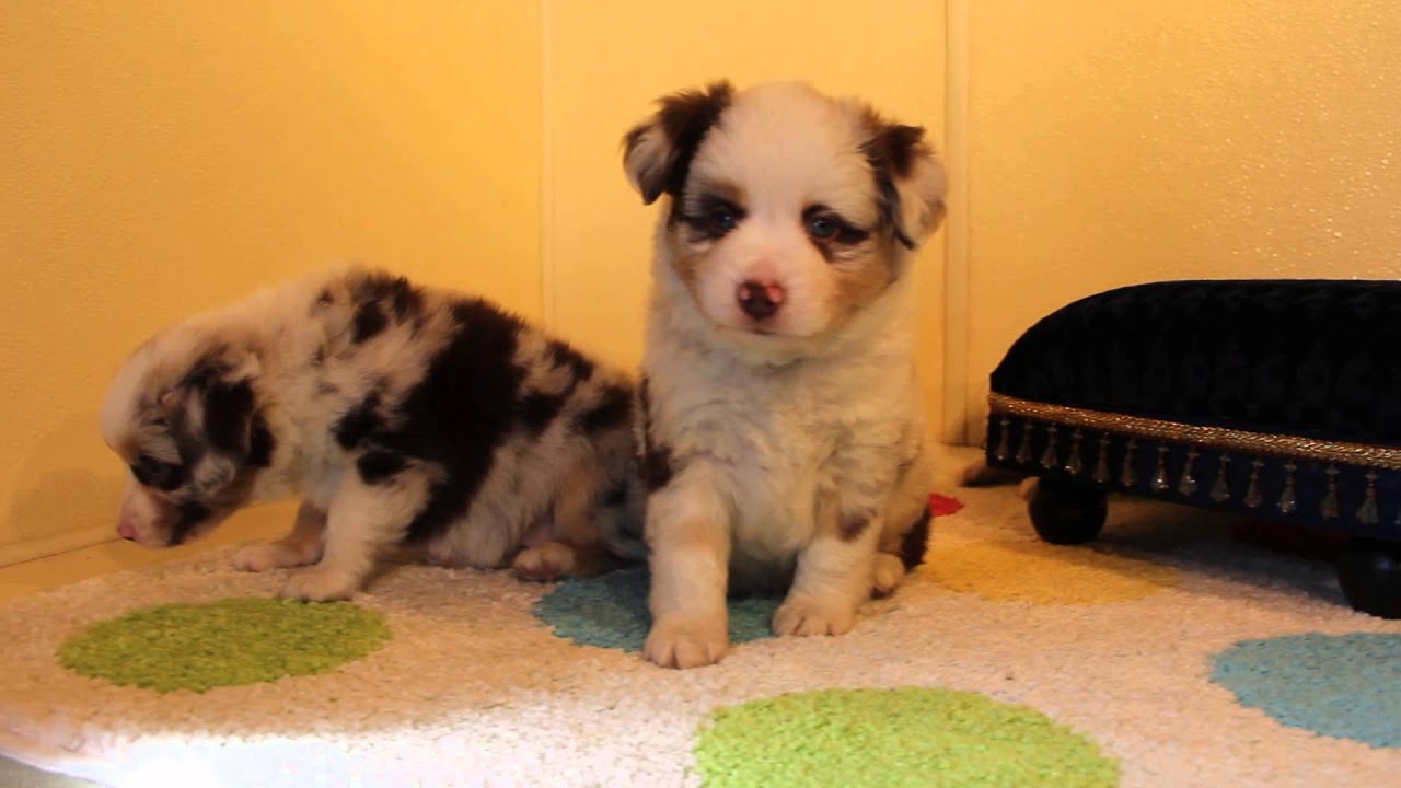 Rainee's Toy Red Merle Aussies CO - YouTube