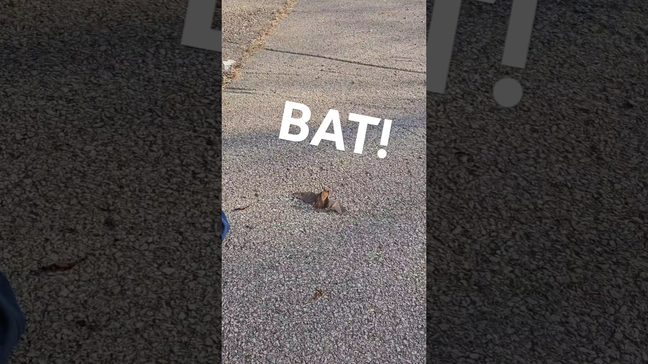 Bat On The Track! #bat #rc #random - YouTube