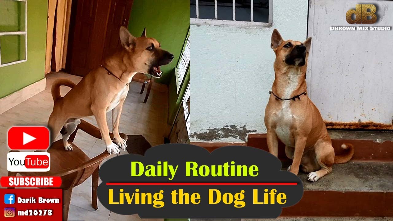 Daily Routine Living The Dog Life - YouTube