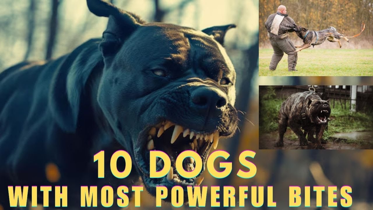 Top 10 dogs with the most powerful bites #dog #doglover #rottweiler # ...