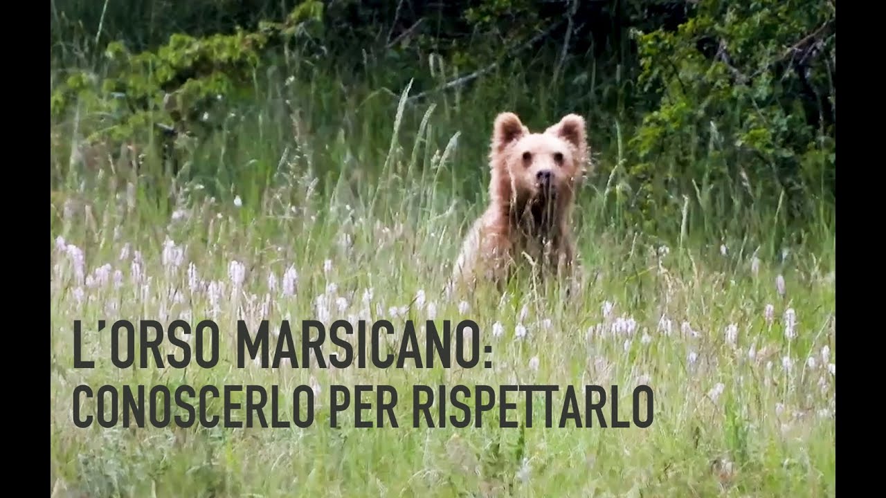 L'ORSO MARSICANO: conoscerlo per rispettarlo - YouTube