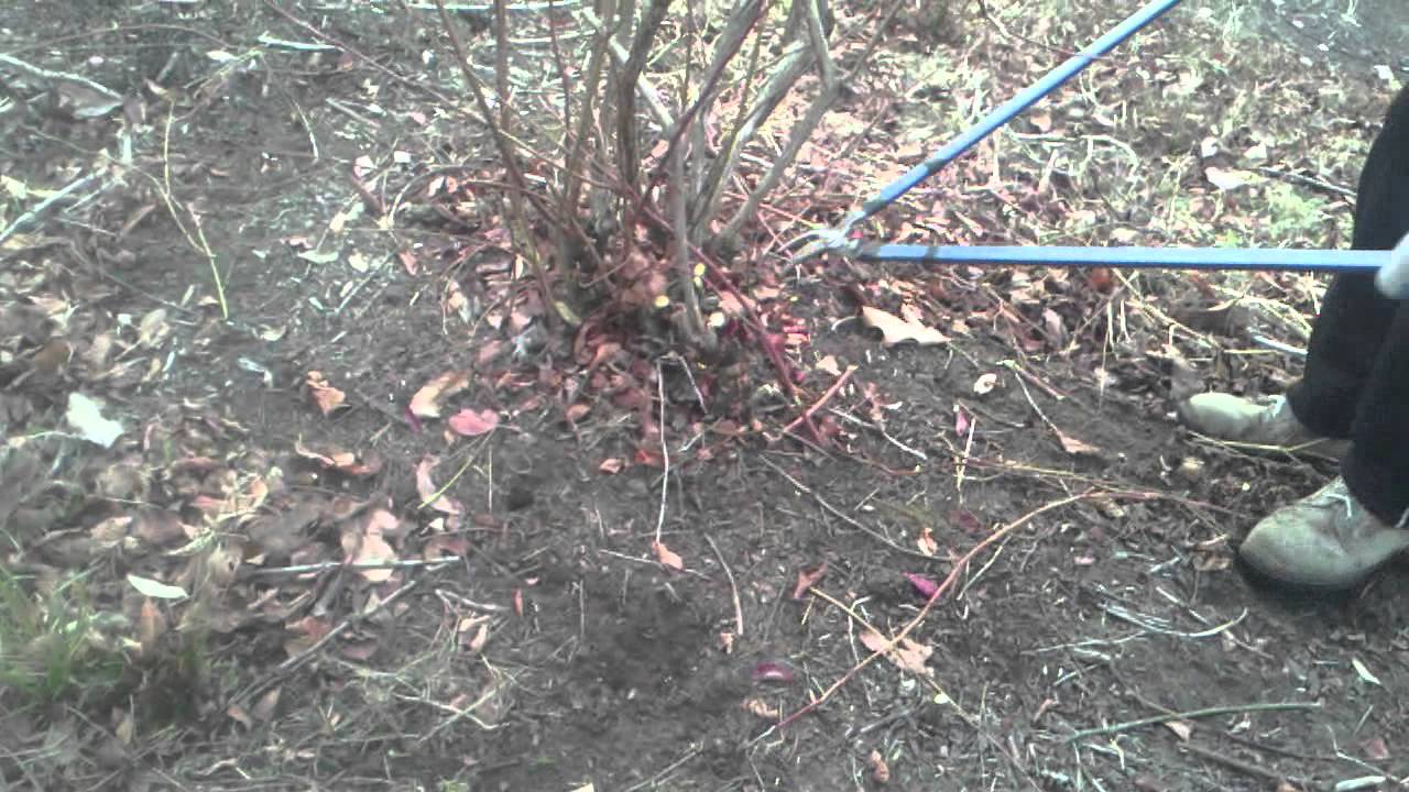 el mejor a podador de blueberry de michigan - YouTube