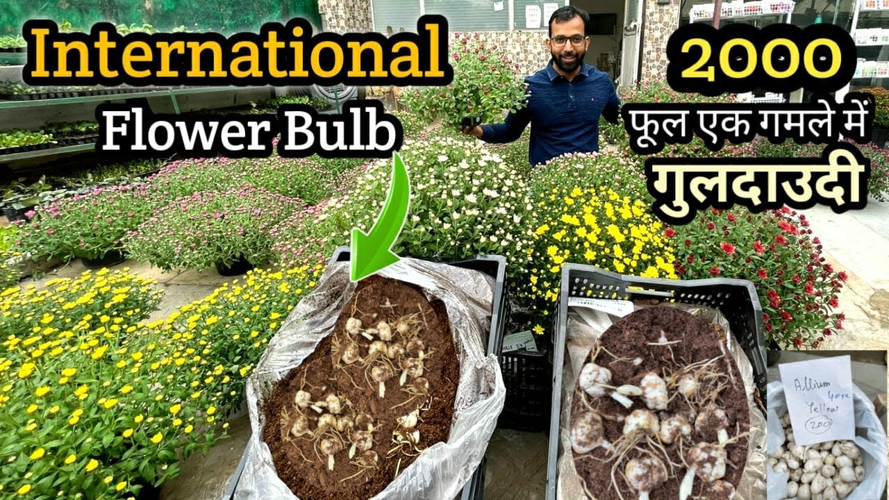 Buy International Flower Bulb Best Nursery in Delhi NCR | India Best ...