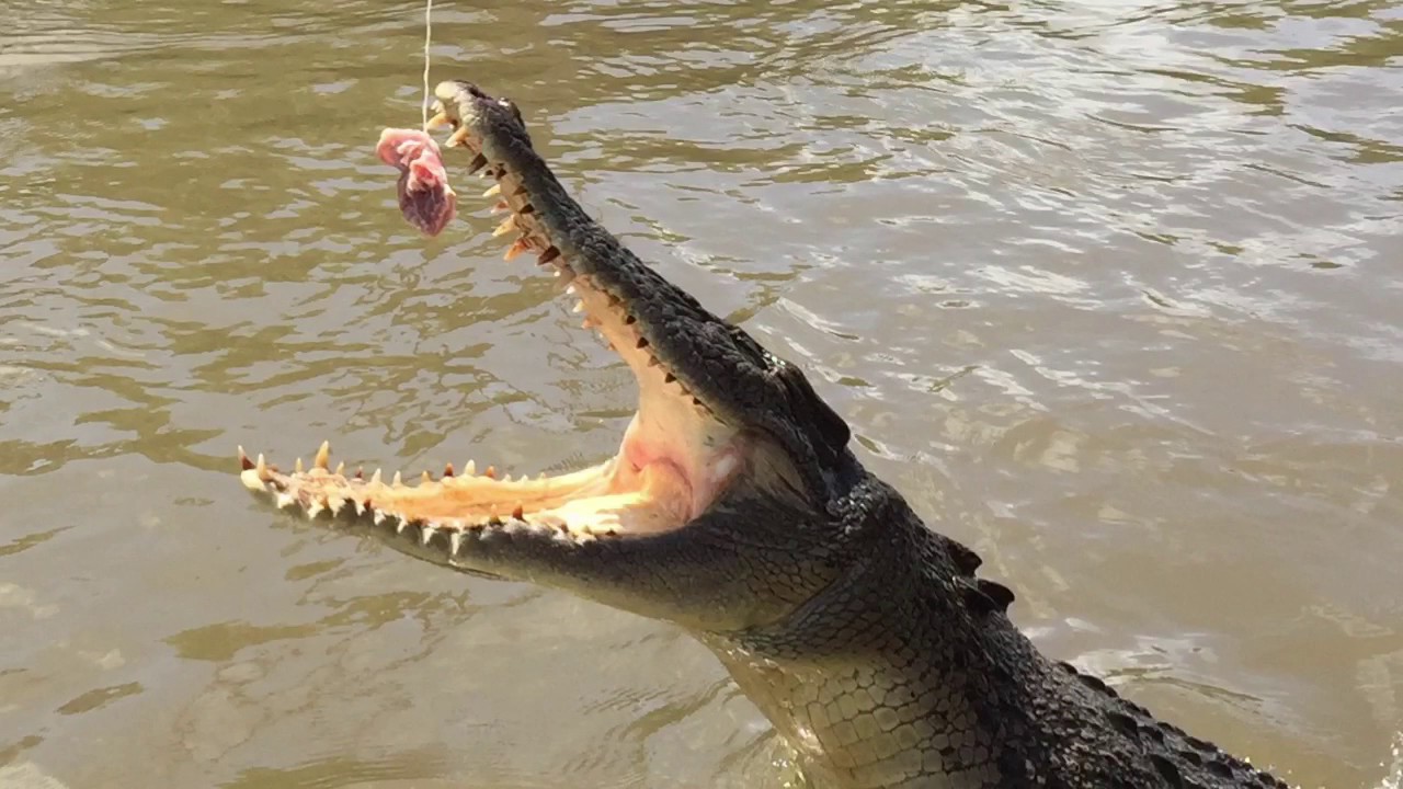 JUMPING CROC TOUR MAR 28, 2017 - YouTube