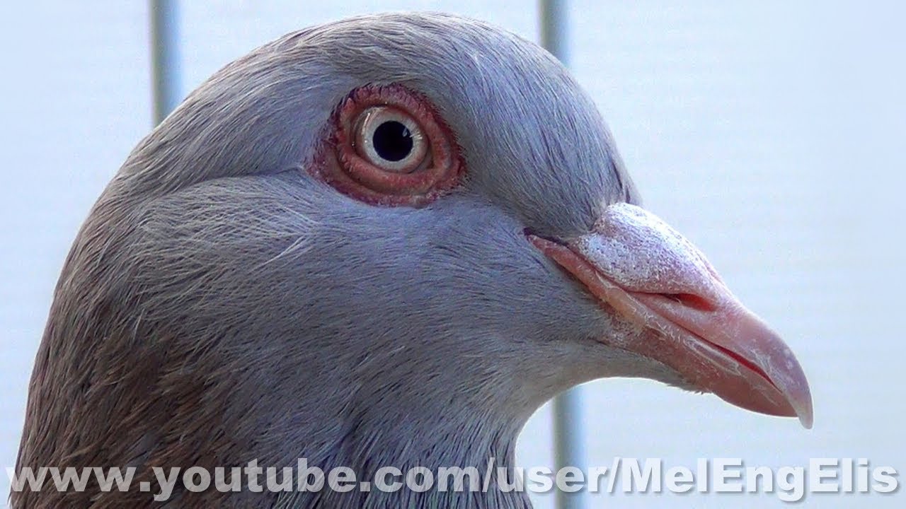 Romain Brun Barré - Runt Pigeon - Römer Taube - Romano - YouTube