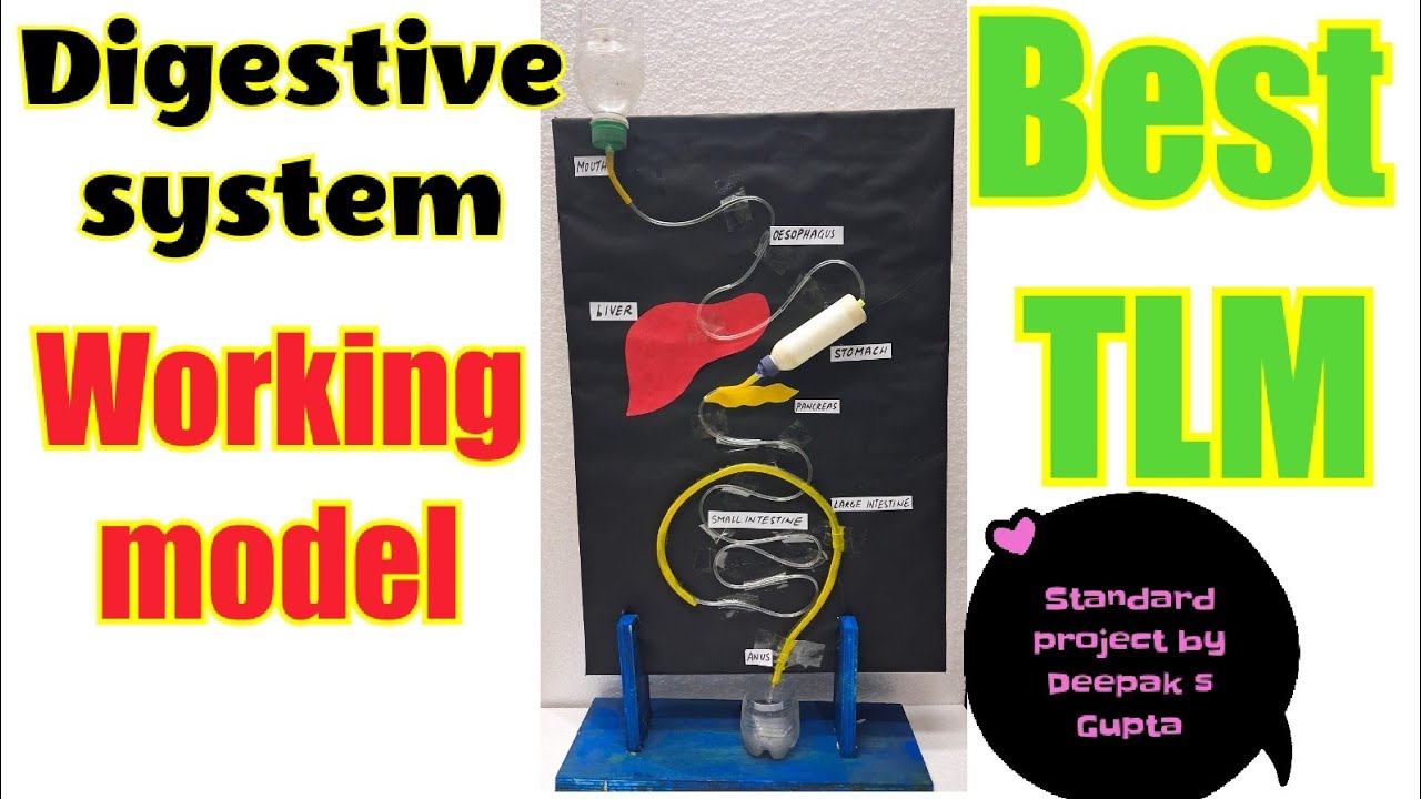 Digestive system working model easy tlm model alimentary canal model ...