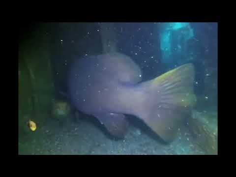 A massive Grouper (toilet on the left for scale) - YouTube