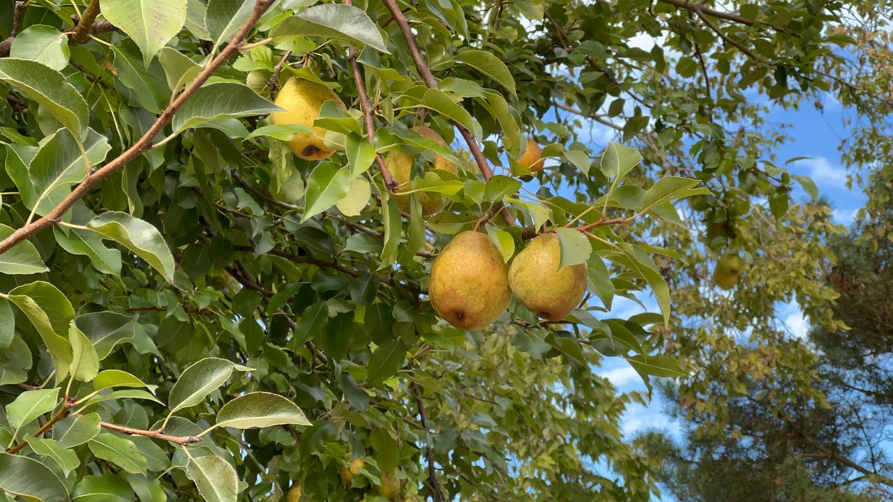 BOUNTIFUL PEAR TREE | Maria Zelda Kurdapya #simplelivinginusa - YouTube