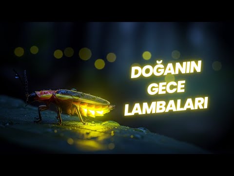 Biyolüminesans Nedir? | Ateş Böceklerinin Gizemli Işığı