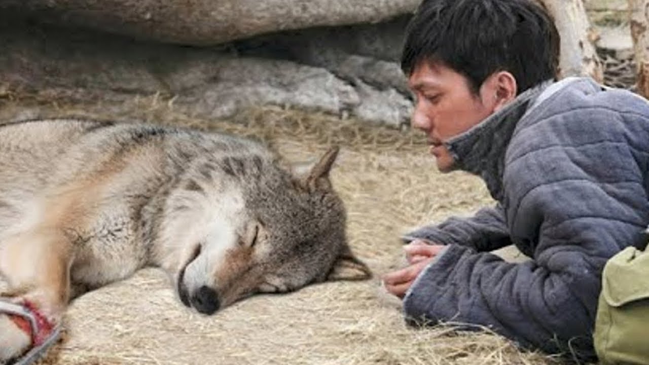 Wounded wolf came to the house of a man to ask for help - YouTube